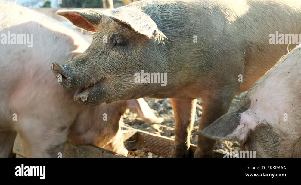 Feeding manger Stock Videos & Footage - HD and 4K Video Clips - Alamy