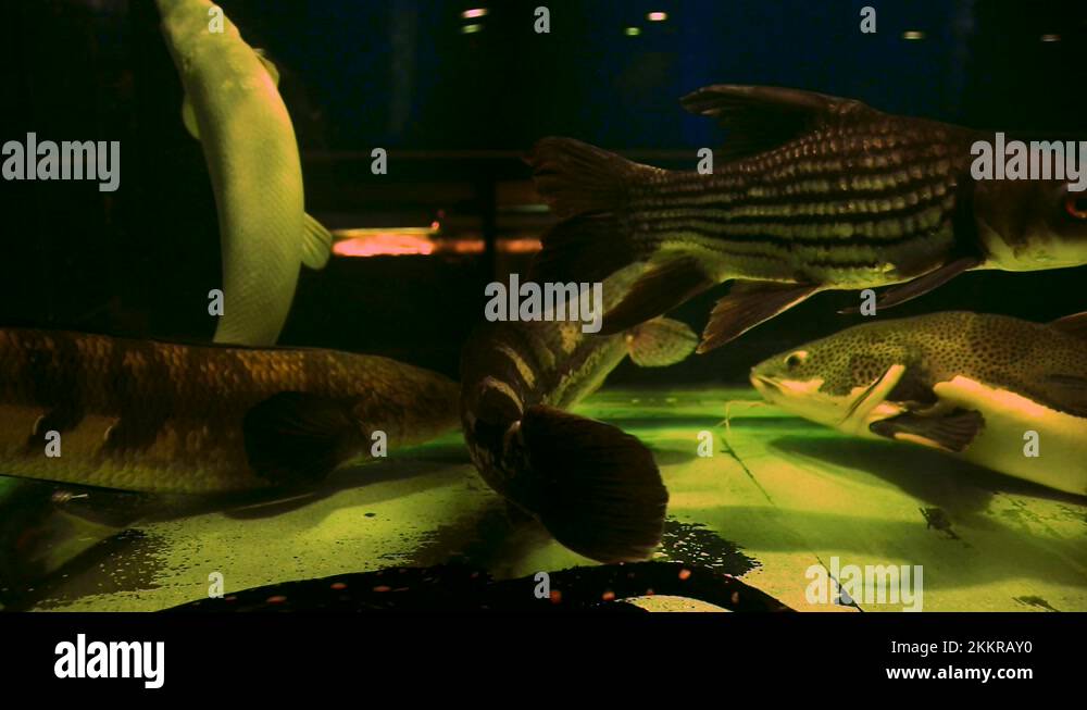 Platinum Arapaima, Snow White Arapaima, Giant Snakedhead, Redtail ...