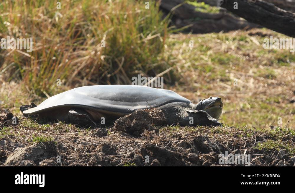 Ganges softshell turtle Stock Videos & Footage - HD and 4K Video Clips ...