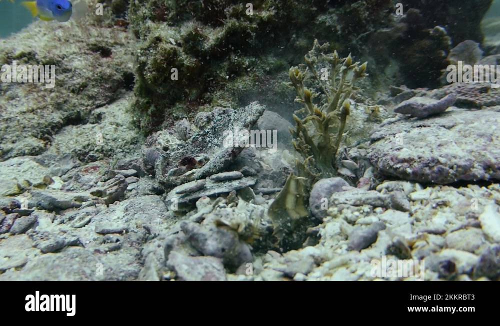 Indian ambush Stock Videos & Footage - HD and 4K Video Clips - Alamy