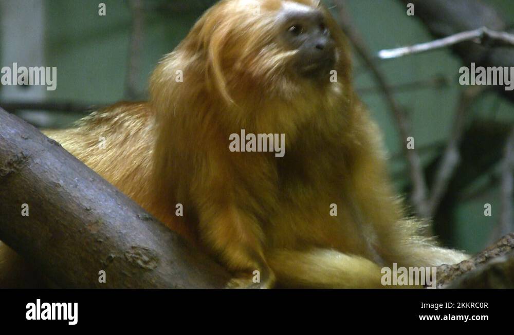 Monkey tamarind Stock Videos & Footage - HD and 4K Video Clips - Alamy