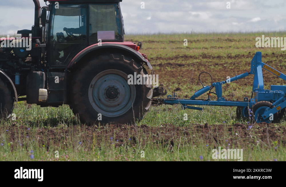 Red tractor with a reverse plow plows a field. A stork walks nearby and ...