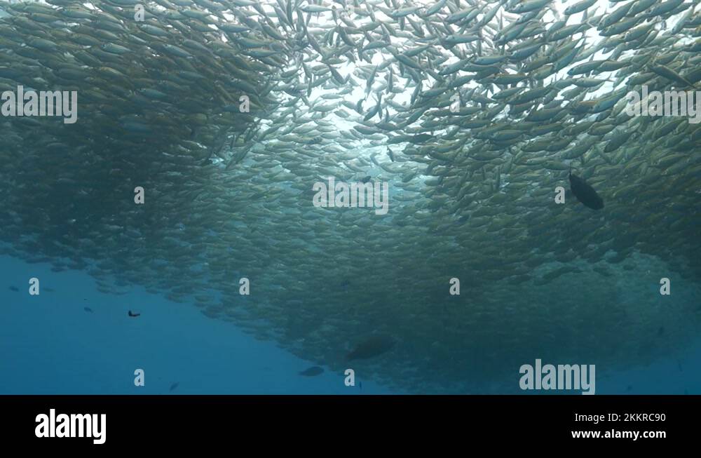 Boop Stock Videos & Footage - HD and 4K Video Clips - Alamy