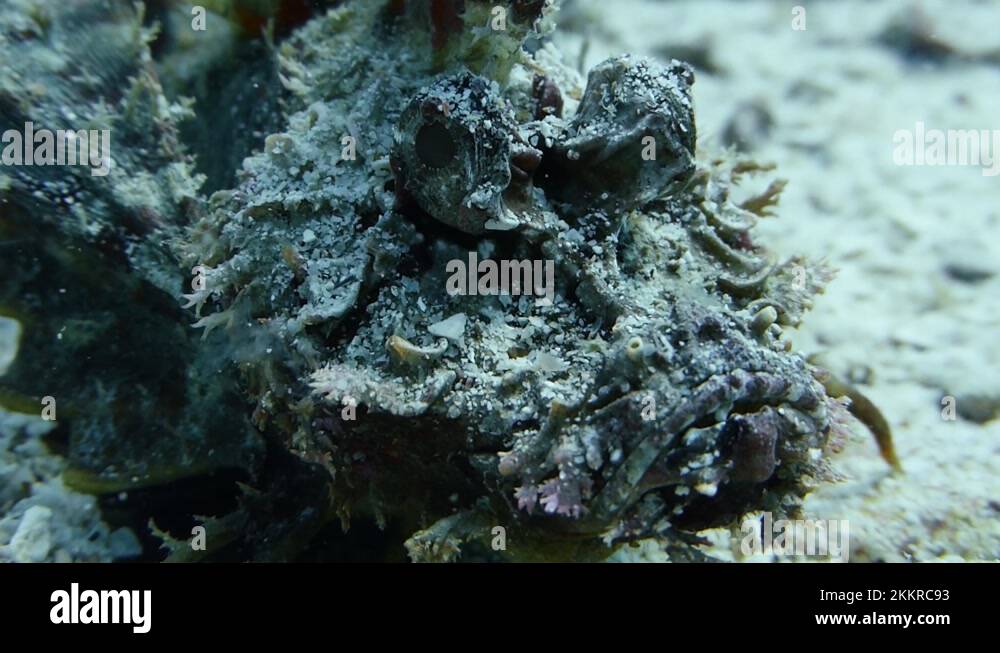 Goblin face Stock Videos & Footage - HD and 4K Video Clips - Alamy