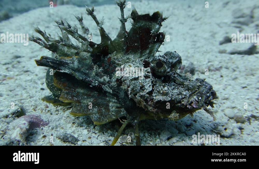 Textured Spiny Sea Goblin Inimicus Didactylus Fish Exposed on Seabed ...