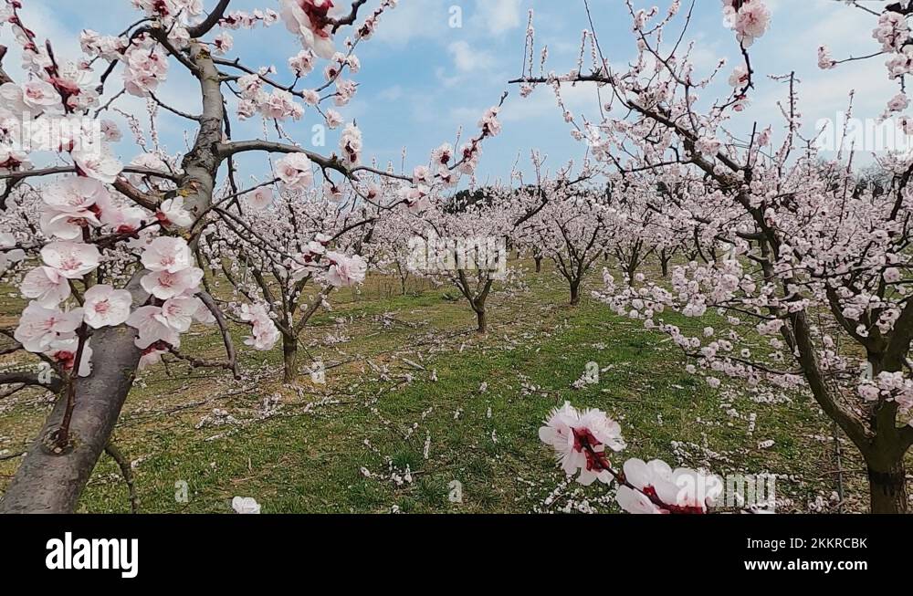 Flying bloom Stock Videos & Footage - HD and 4K Video Clips - Alamy