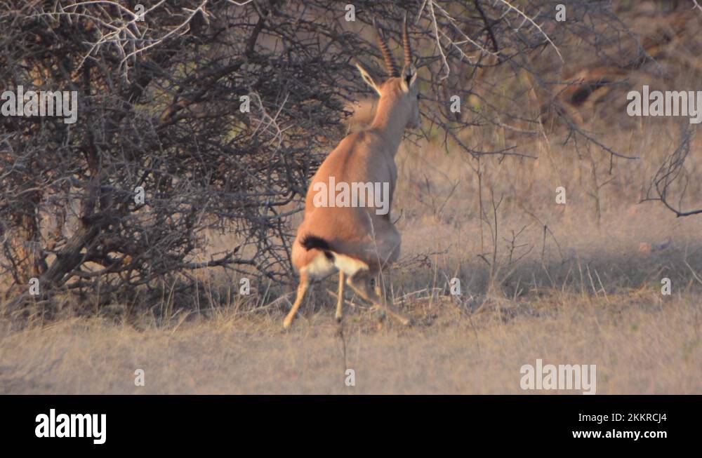 Chinkara / Indian Gazelle defecating in the Ranthambore forest of ...