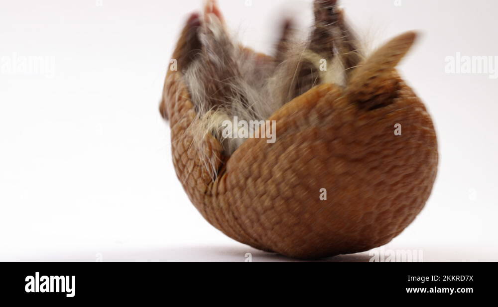 Curled into a ball Stock Videos & Footage - HD and 4K Video Clips - Alamy