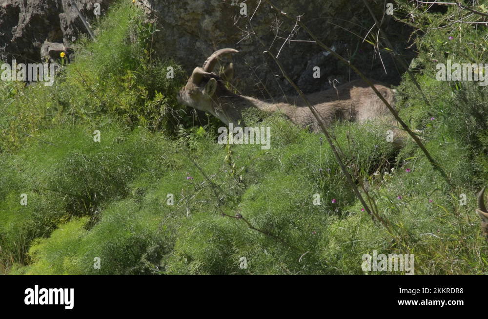 Cabra park Stock Videos & Footage - HD and 4K Video Clips - Alamy