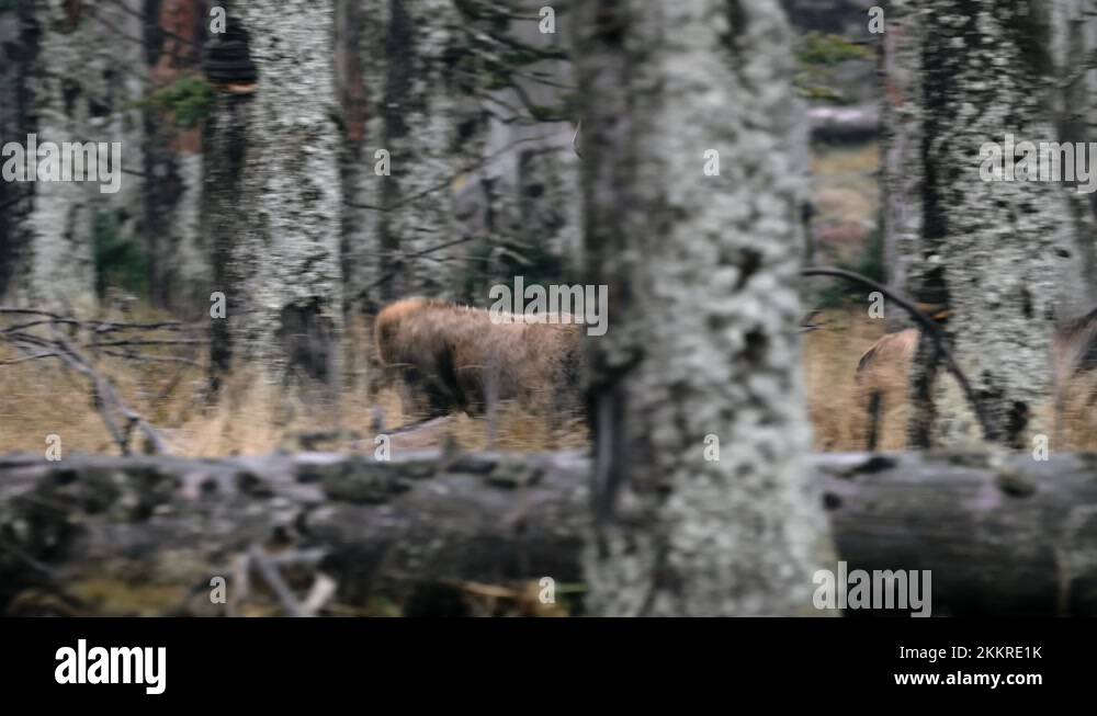 Red deer (Cervus elaphus) male stag in rut roaring, calling Stock Video ...