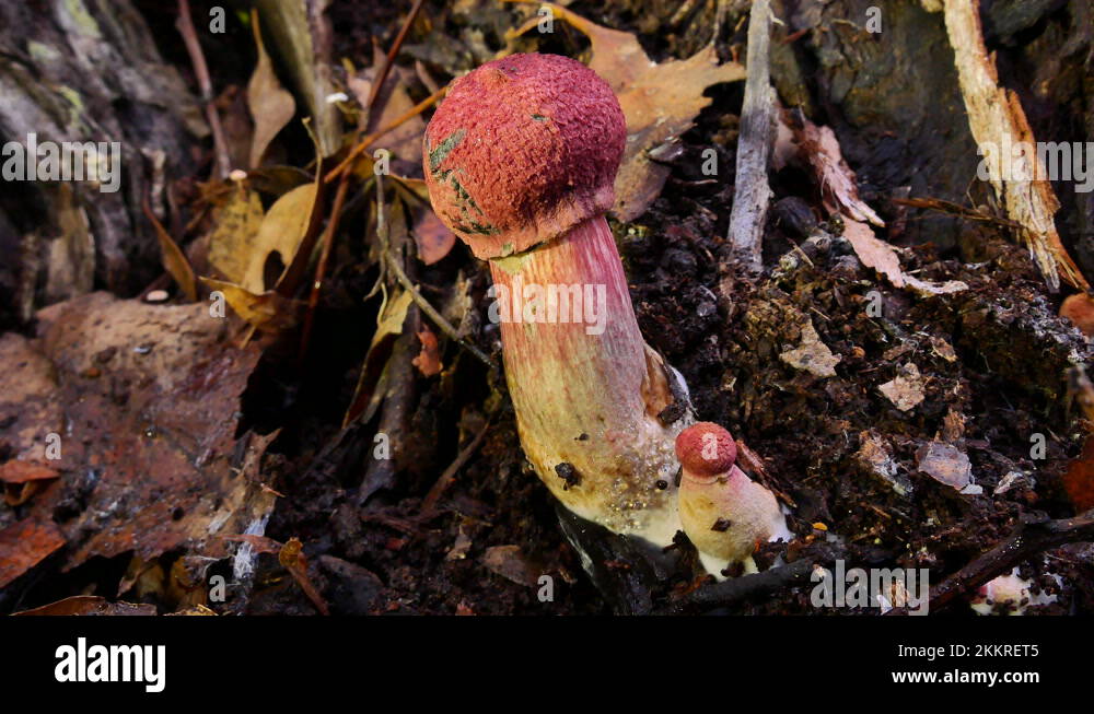 Spherical fungi Stock Videos & Footage - HD and 4K Video Clips - Alamy