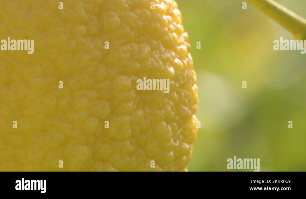 Rough lemon hanging in tree Stock Videos & Footage - HD and 4K Video ...