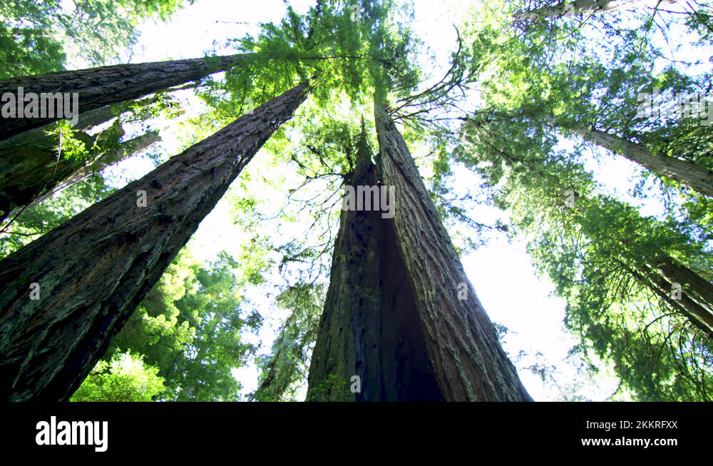 Giant trees Stock Videos & Footage - HD and 4K Video Clips - Alamy