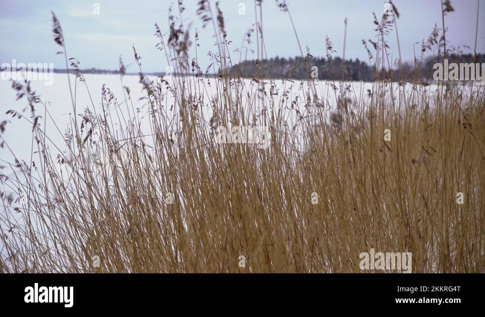 Winter rye grass Stock Videos & Footage - HD and 4K Video Clips - Alamy