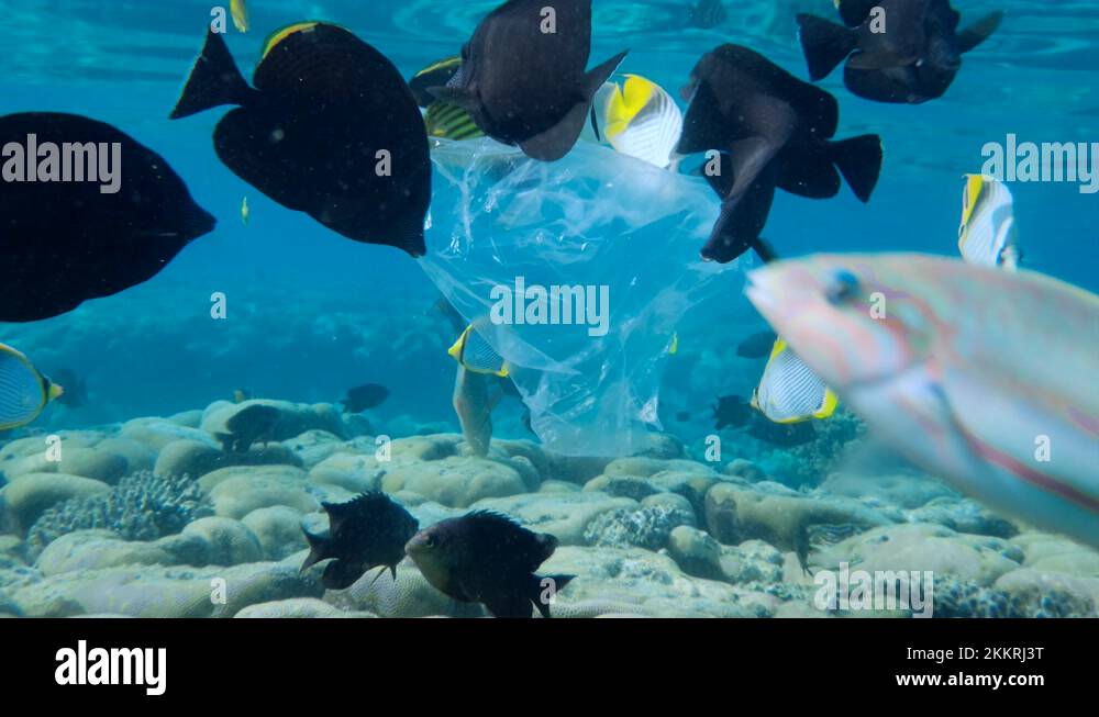 Plastic pollution. A school of tropical fish of various species swims ...