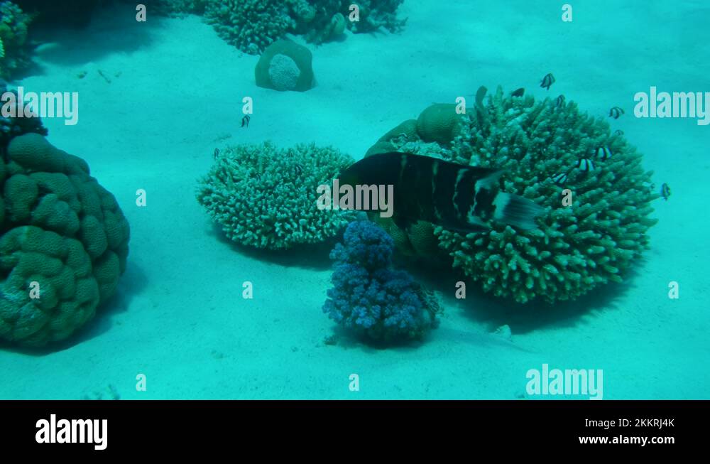 Broomtail Wrasse sewims over sandy seabed near coror reef. Female ...