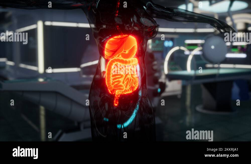 human digestive system anatomy exam in laboratory Stock Video Footage ...