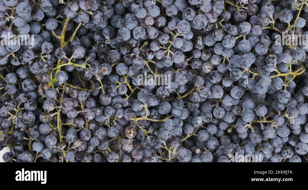 Rotation and zoom of a heap of grapes in dew drops. Fruit background ...