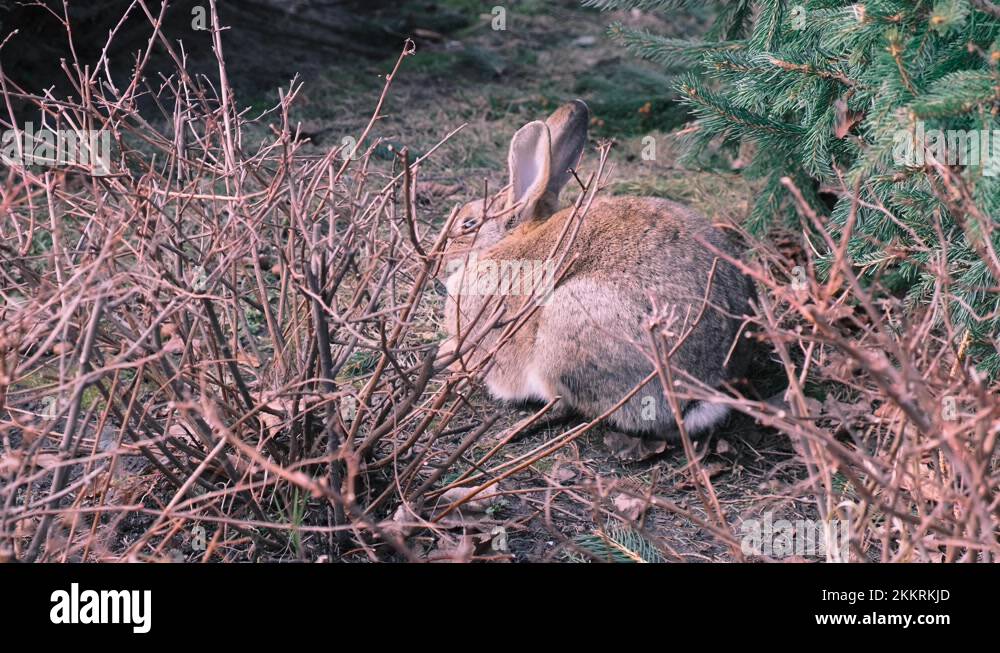 Herbivore rabbit in the bush Stock Videos & Footage - HD and 4K Video ...