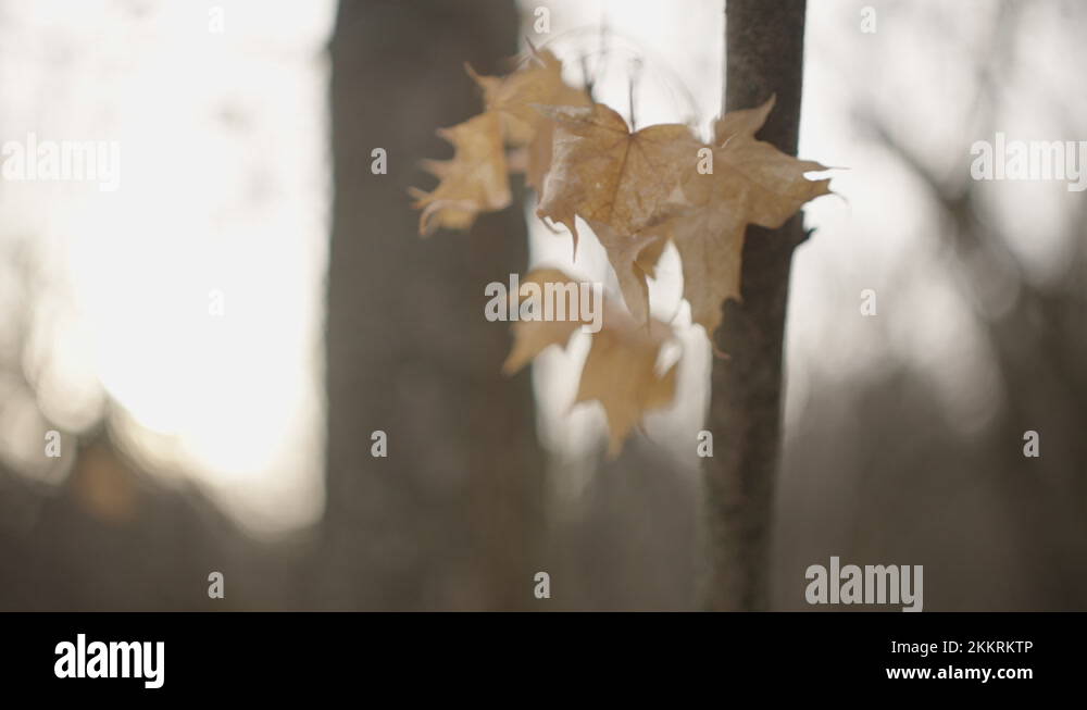 Dead maple leaves Stock Videos & Footage - HD and 4K Video Clips - Alamy