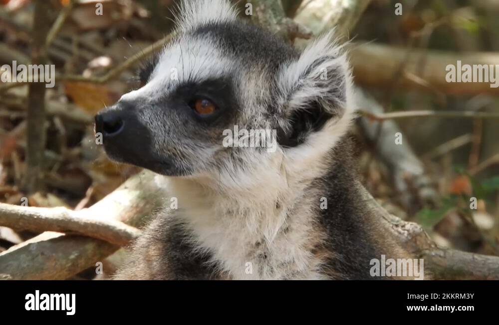 Ring tailed Lemur in the forest of Madagascar. Close up on face Stock ...
