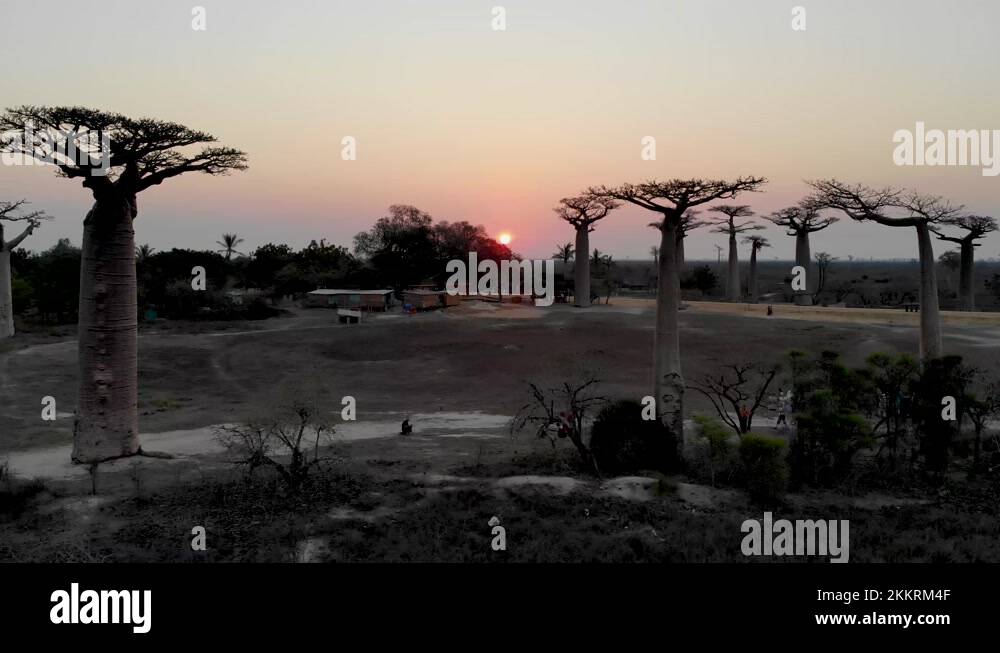 Sun setting across the Baobab trees of Madagascar. Wide aerial tracking Stock Video Footage - Alamy