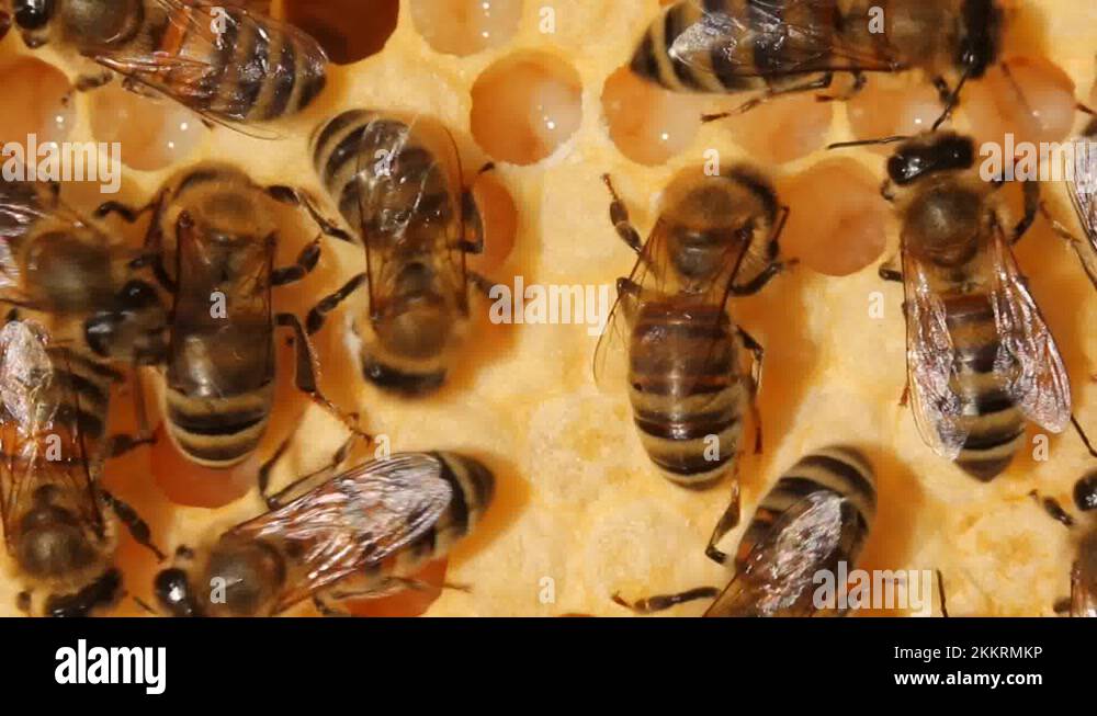 Insect wax Stock Videos & Footage - HD and 4K Video Clips - Alamy