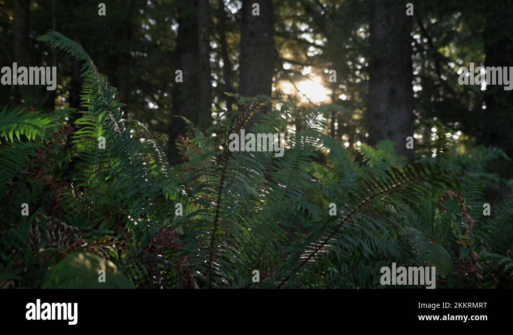 Rain Forest Ferns in Backlit Sunlight On A Calm Day. Zoom In Stock ...