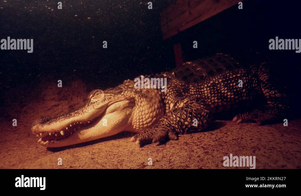 alligator under water laying still beneath dock waiting to ambush slomo ...