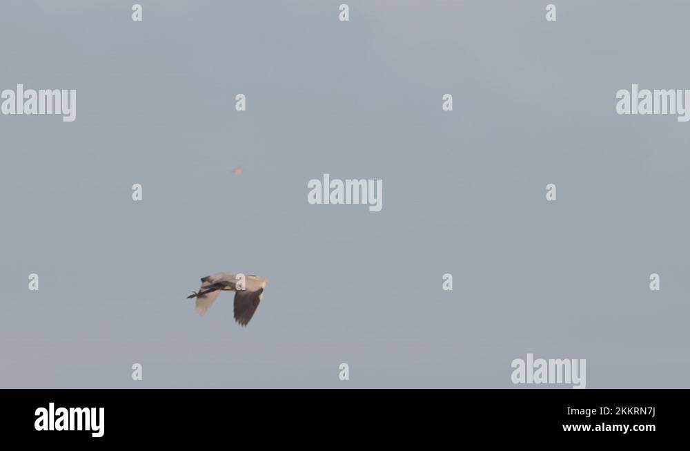 White-bellied Sea Eagle Flying High In The Sky. low angle shot Stock ...