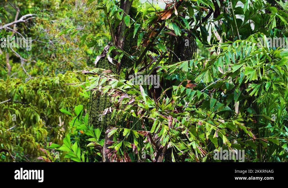 Rainforest medicine Stock Videos & Footage - HD and 4K Video Clips - Alamy