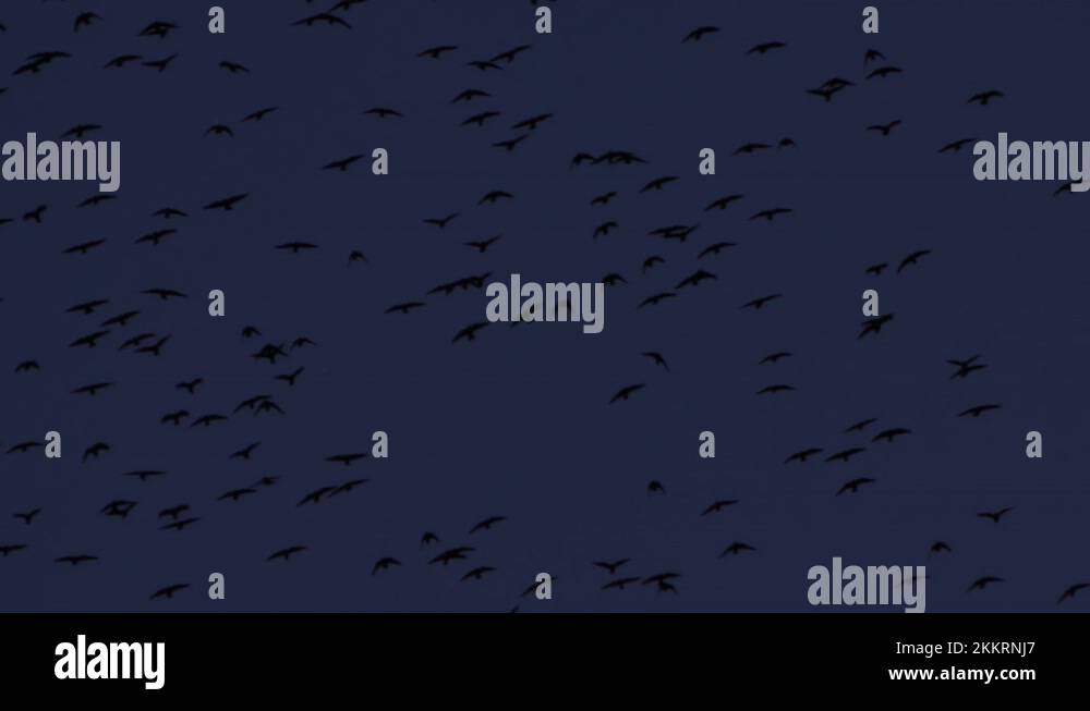 Birds fly in the night sky Stock Videos & Footage - HD and 4K Video ...
