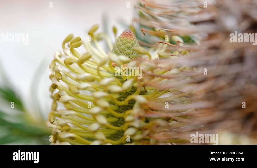 Australian native flower Stock Videos & Footage - HD and 4K Video Clips ...