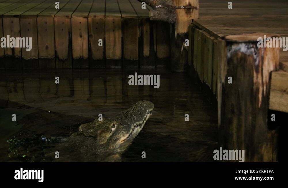 Crocodile stalking Stock Videos & Footage - HD and 4K Video Clips - Alamy