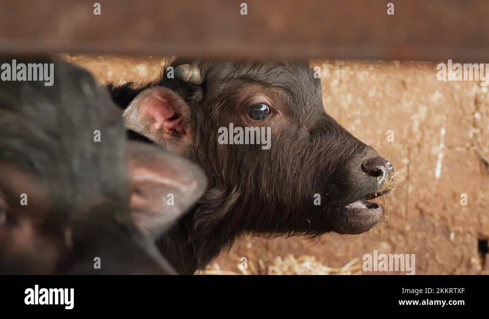 Buffalo calf eating hay breeding farm for the production of buffalo ...