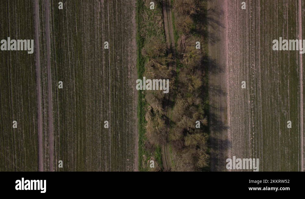 Grown as hedge Stock Videos & Footage - HD and 4K Video Clips - Alamy