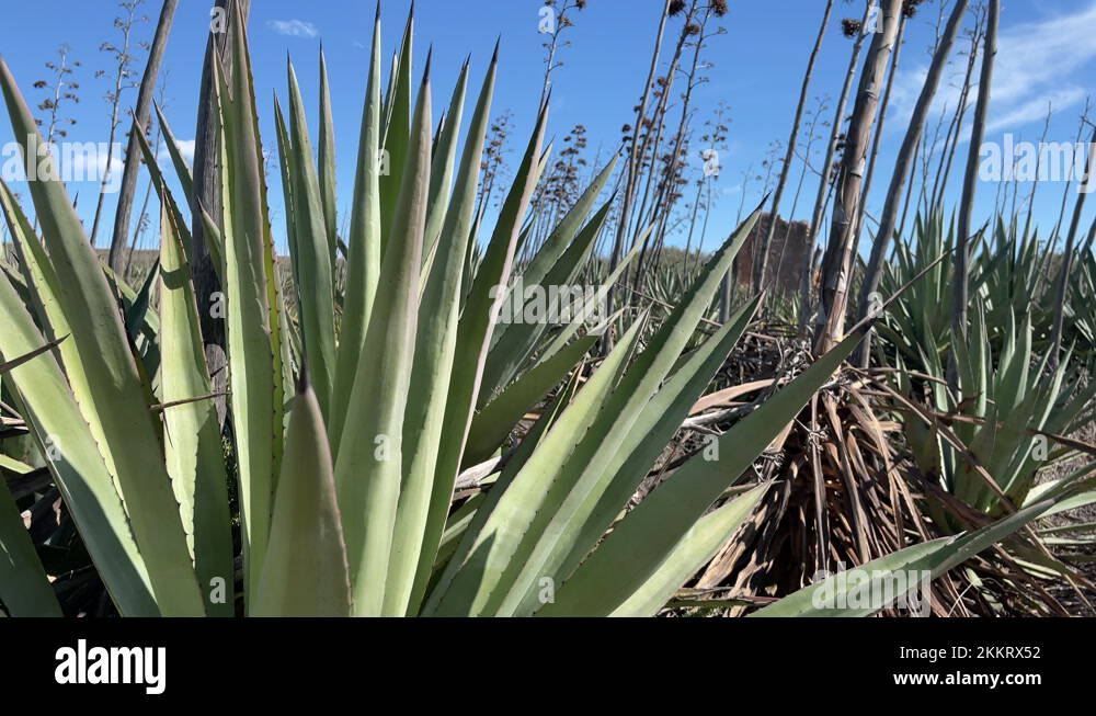 Agave spain Stock Videos & Footage - HD and 4K Video Clips - Alamy
