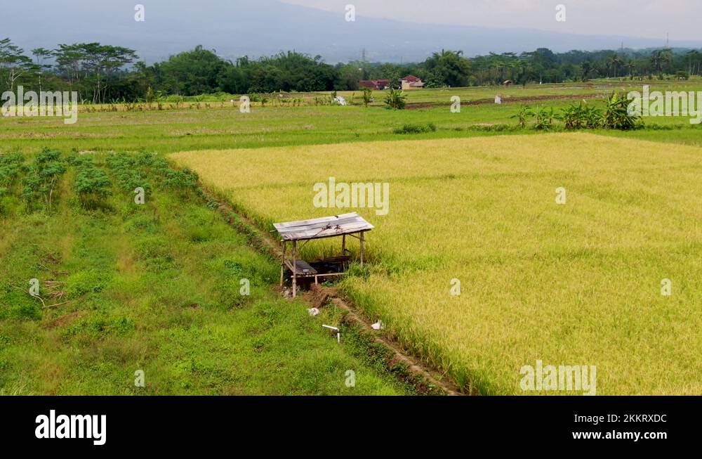 Farmers hut in middle of rice plantation on Java Island, Indonesia ...