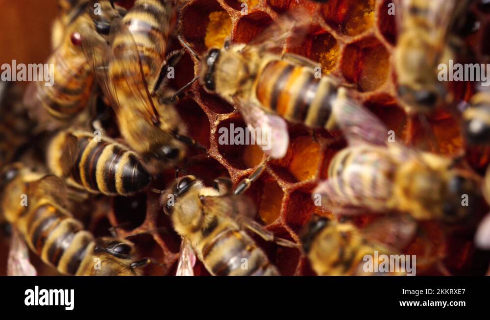 Varroa destructor (Varroa mite) on a honey bee host. The Varroa in a ...