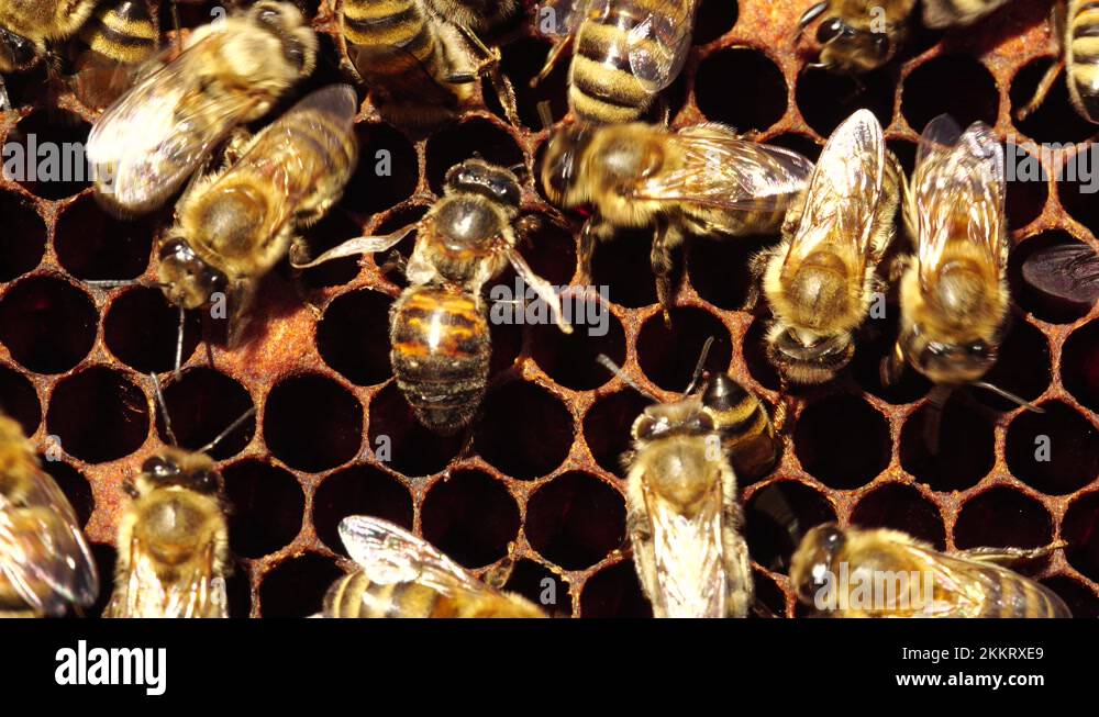 Honey bee sick and weakened by varroatosis disease. The deformed wing ...