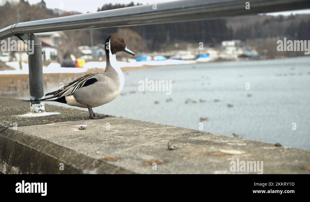 Call duck Stock Videos & Footage - HD and 4K Video Clips - Alamy