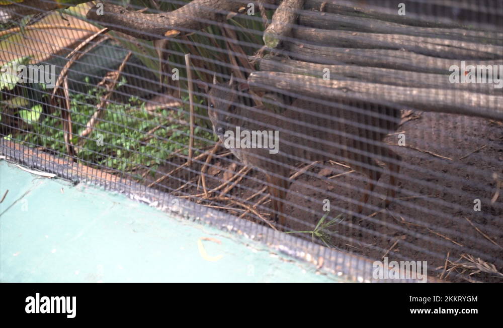 Duiker Antelope in South African Zoo Enclosure, Continuous slow shot ...