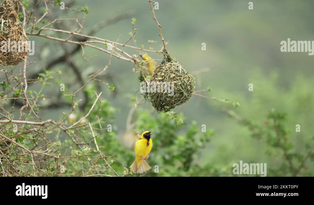 Male bird display female Stock Videos & Footage - HD and 4K Video Clips ...