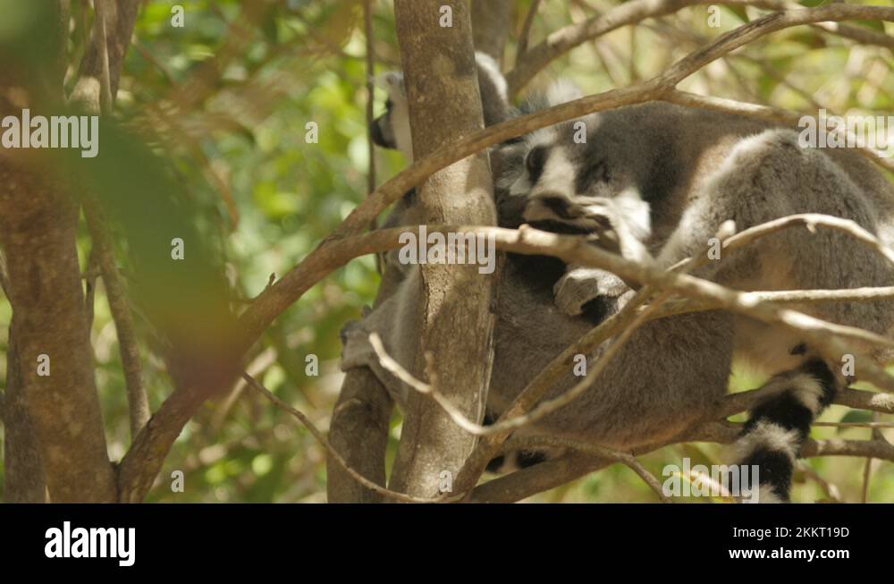 Ring tailed lemurs head Stock Videos & Footage - HD and 4K Video Clips ...