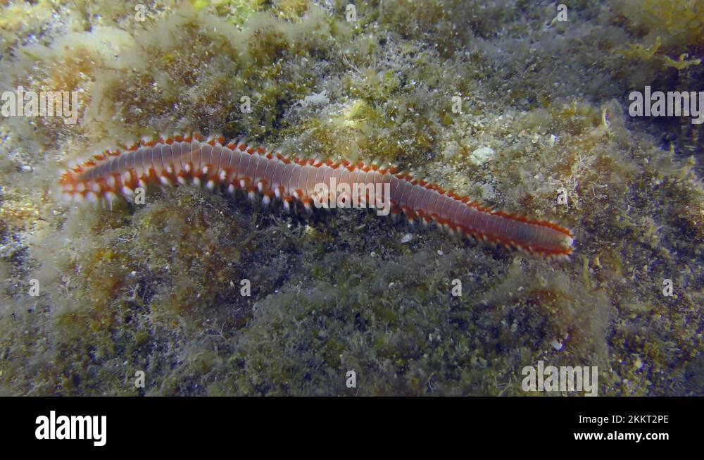 Fire worm Stock Videos & Footage - HD and 4K Video Clips - Alamy