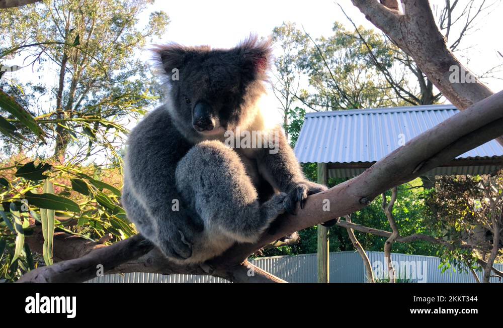 Koala on tree australia Stock Videos & Footage - HD and 4K Video Clips ...