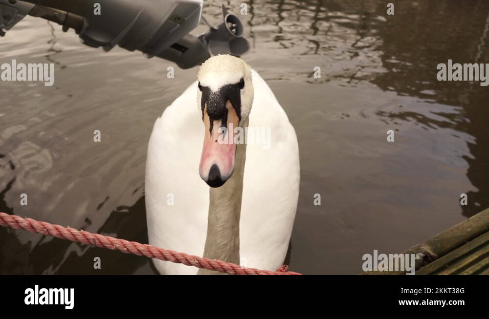 Curious swan Stock Videos & Footage - HD and 4K Video Clips - Alamy