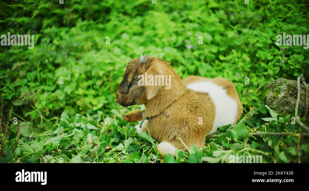 Goat Relaxing On A Farm in The Cameron Highlands, Malaysia Stock Video ...
