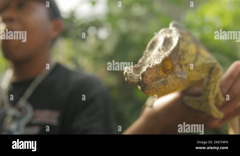 Madagascar giant chameleon Stock Videos & Footage - HD and 4K Video ...