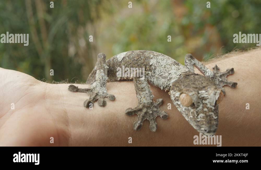 Amazing madagascar Stock Videos & Footage - HD and 4K Video Clips - Alamy